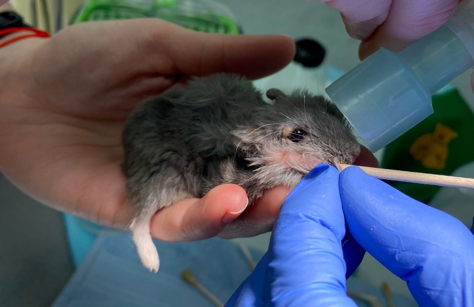 Škrečok džungarský a priebeh jeho vyšetrenia / Veterinárna klinika ...