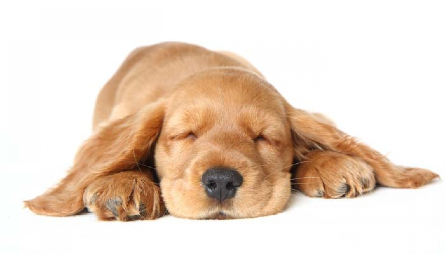 Poloha v akej spí Váš pes môže niečo znamenať / Veterinárna klinika ...