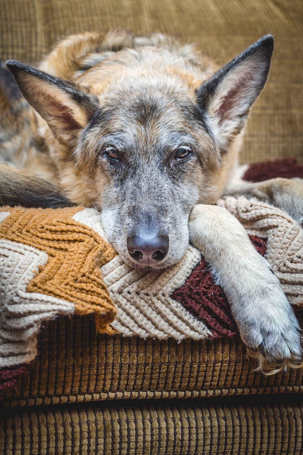 Mastocytóm / Veterinárna klinika PrimaVet - Bratislava Rača